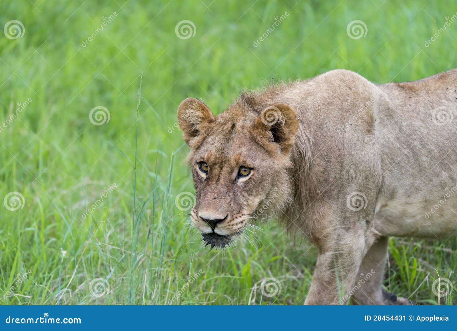 A Young Male Lion in the Morning(2) Stock Image - Image of claws ...