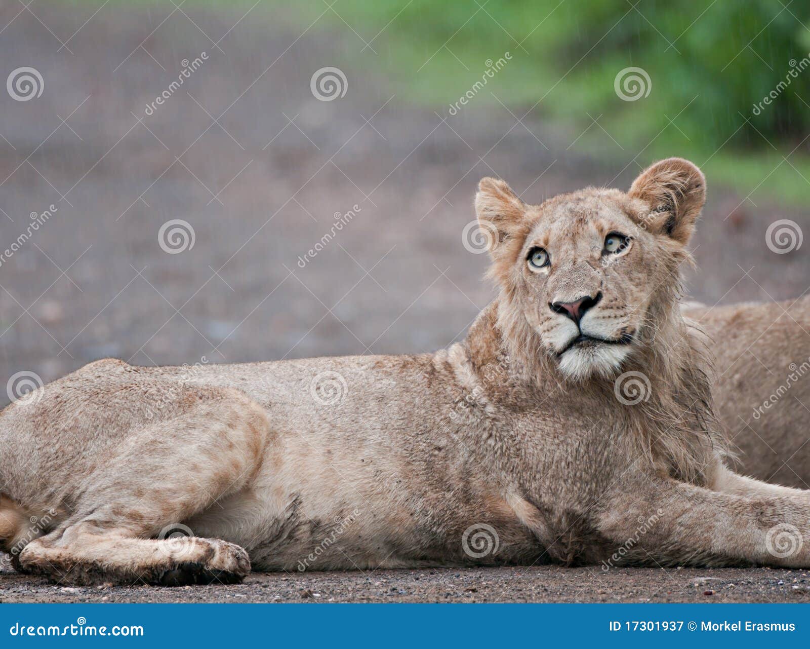 Young Male Lion in the Rain in the African Bush Stock Image - Image of ...