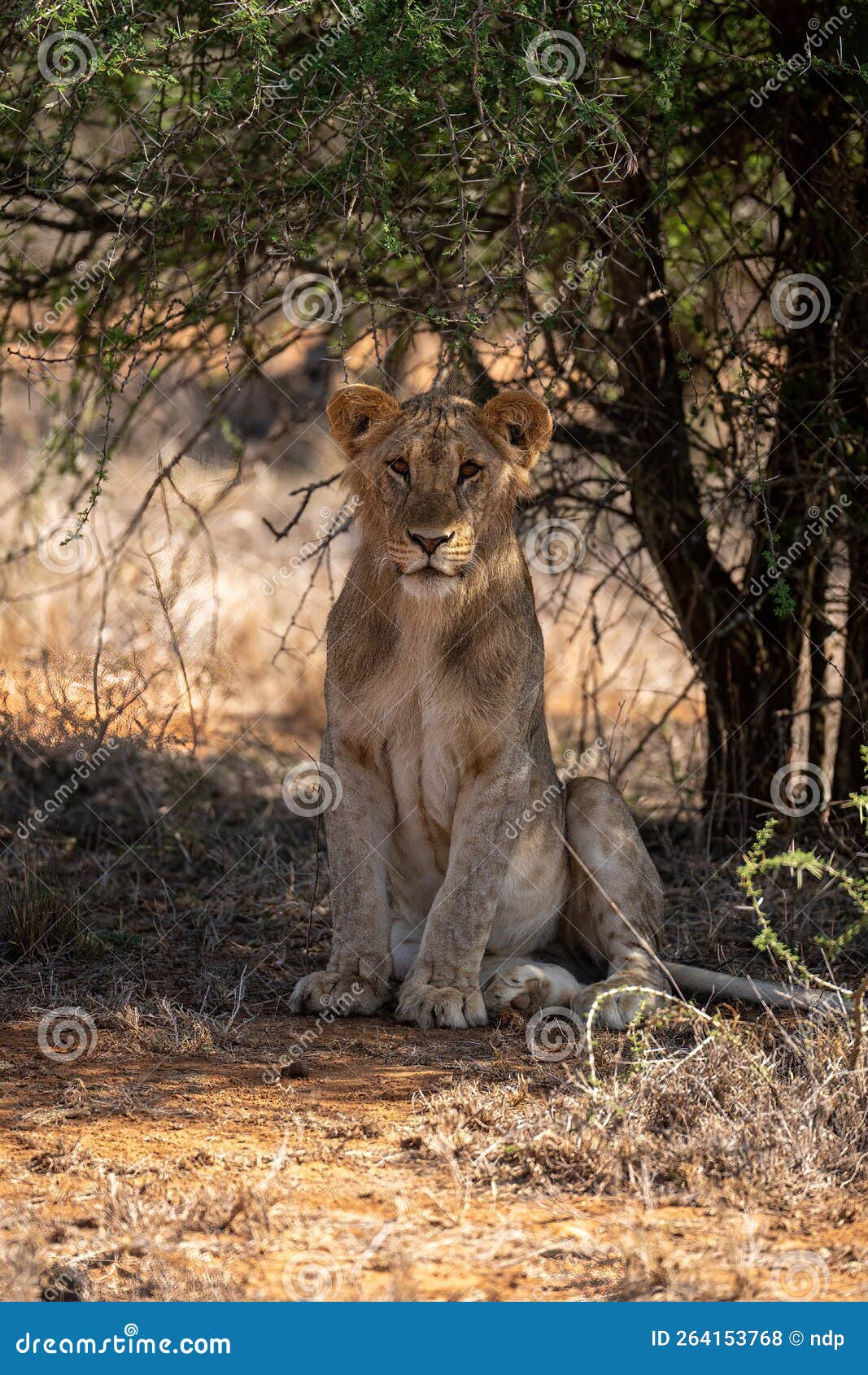 Young Male Lion Sits Staring Under Bush Stock Photo - Image of mammal ...
