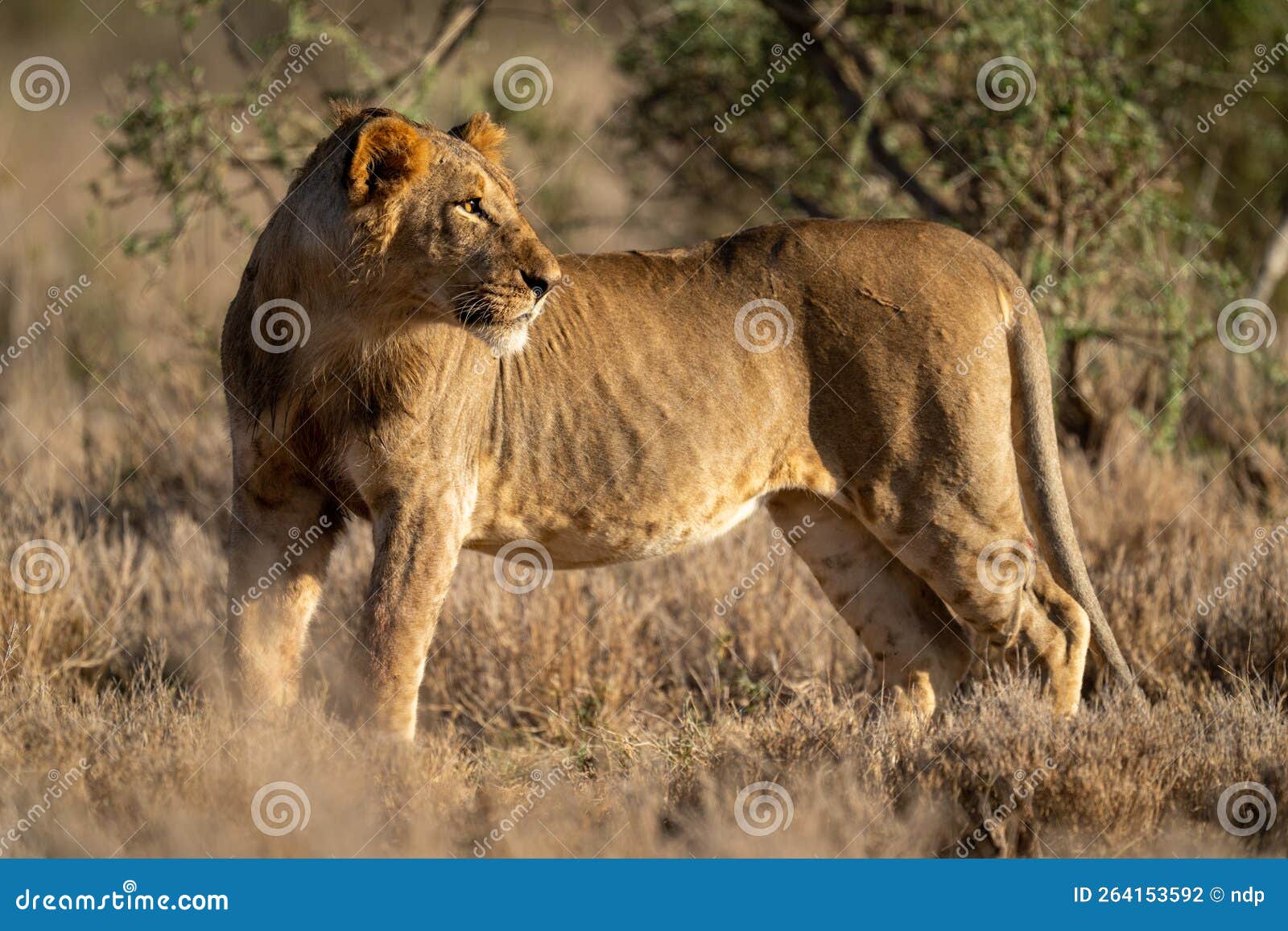 Young Male Lion Stands Staring with Catchlight Stock Photo - Image of ...