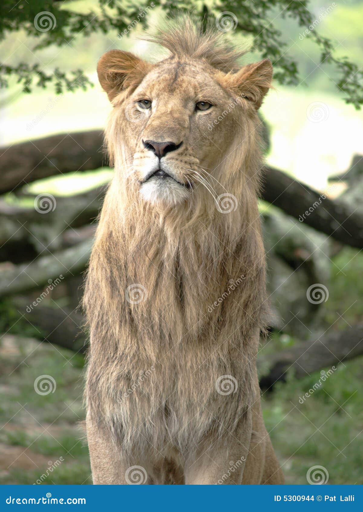 Young male lion vertical stock photo. Image of look, african - 5300944