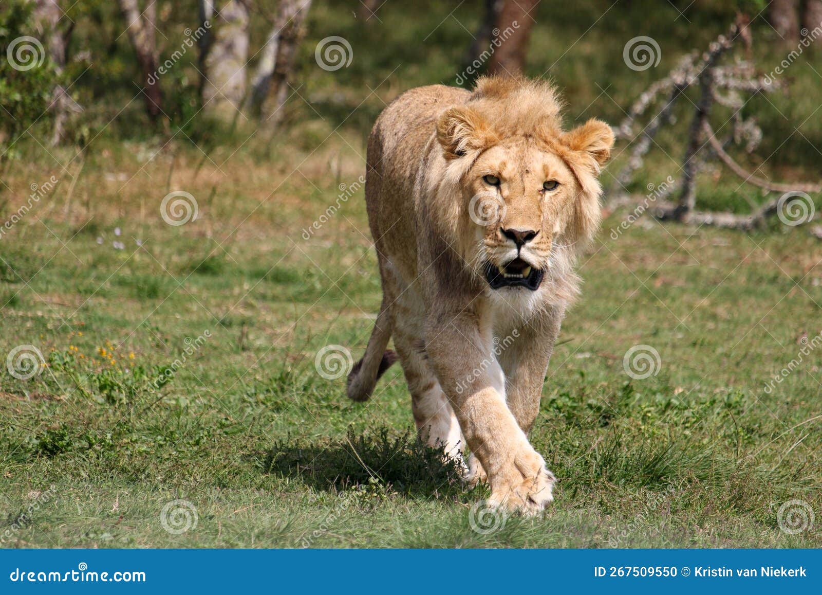 Young Male Lion Walking Towards the Camera Stock Photo - Image of male ...