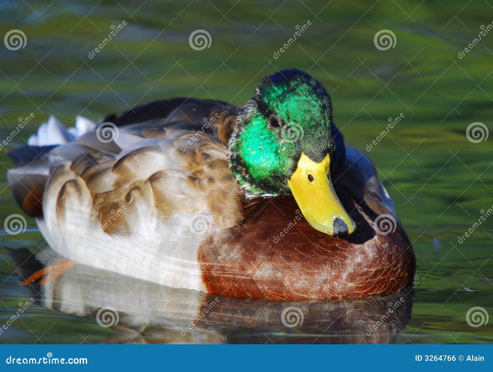 Young Male Mallard stock photo. Image of pond, mallard - 3264766