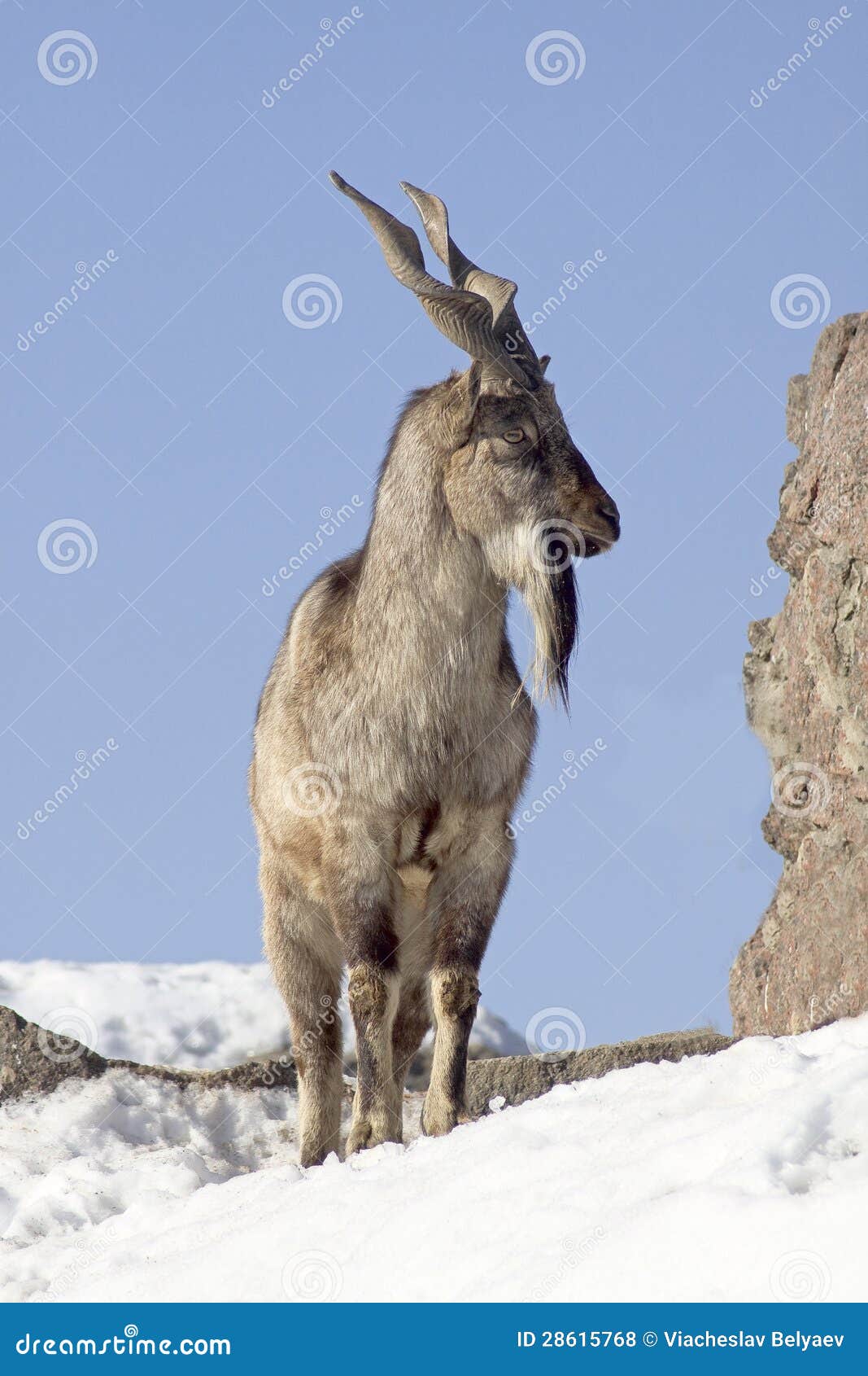 Young male markhor stock photo. Image of mountain, markhor - 28615768