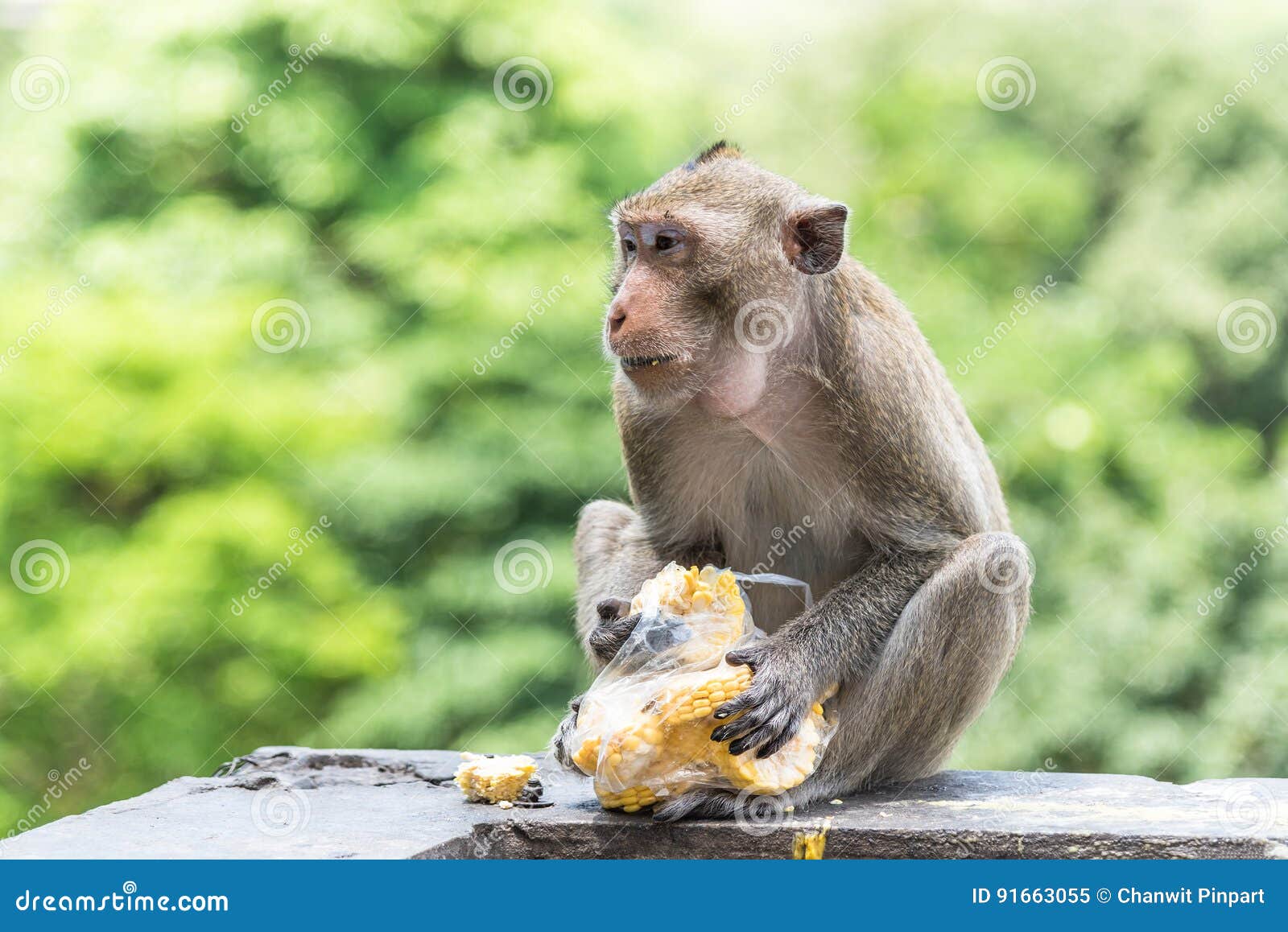 Young Male Monkey is Eating Fresh Corn Stock Image - Image of wildlife ...