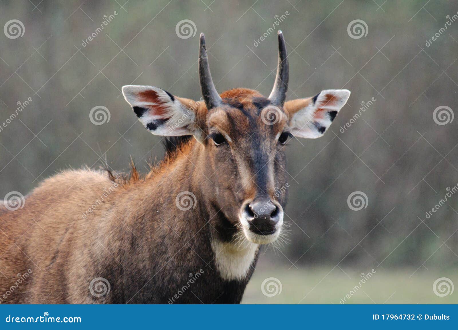Young male Nilgai stock photo. Image of ears, wild, boselaphus - 17964732