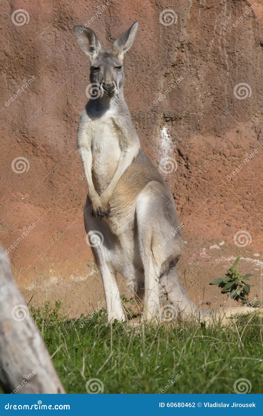 Young Male Red Kangaroo, Megaleia Rufa Stock Photo - Image of australia ...