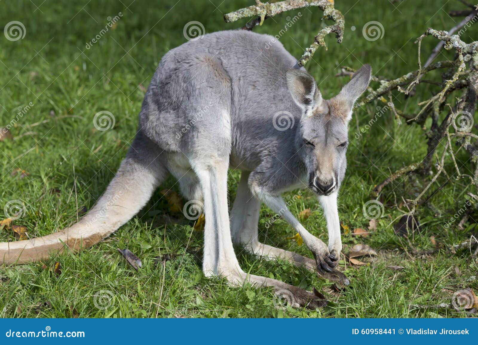 Young Male Red Kangaroo, Megaleia Rufa Stock Image - Image of natural ...