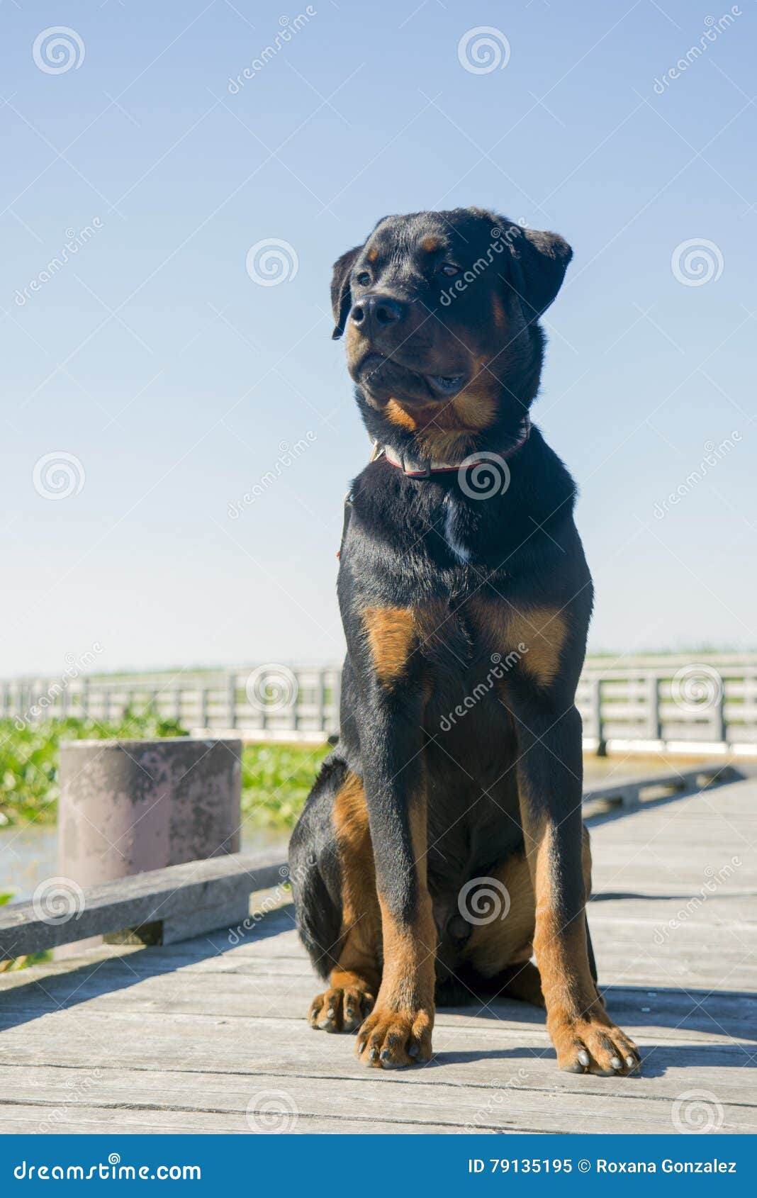 Young Male Rottweiler Sitting Outdoors Stock Image - Image of security ...