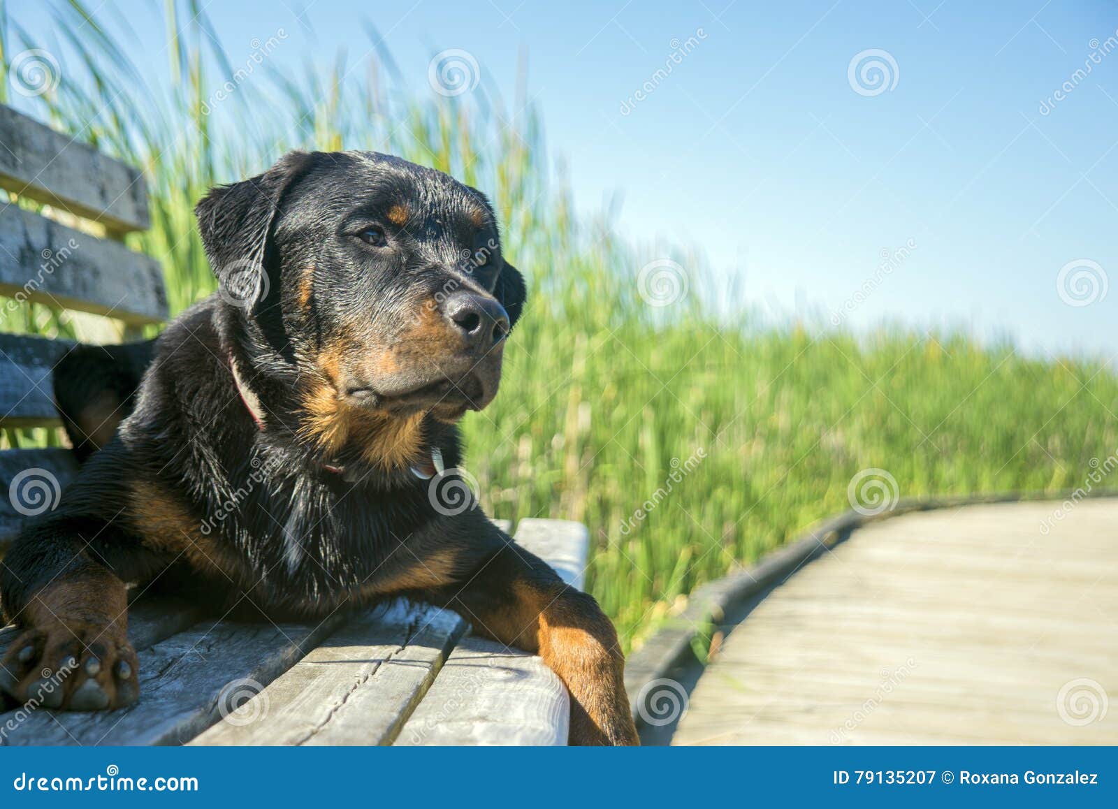 Young Male Rottweiler Sitting Outdoors Stock Image - Image of white ...