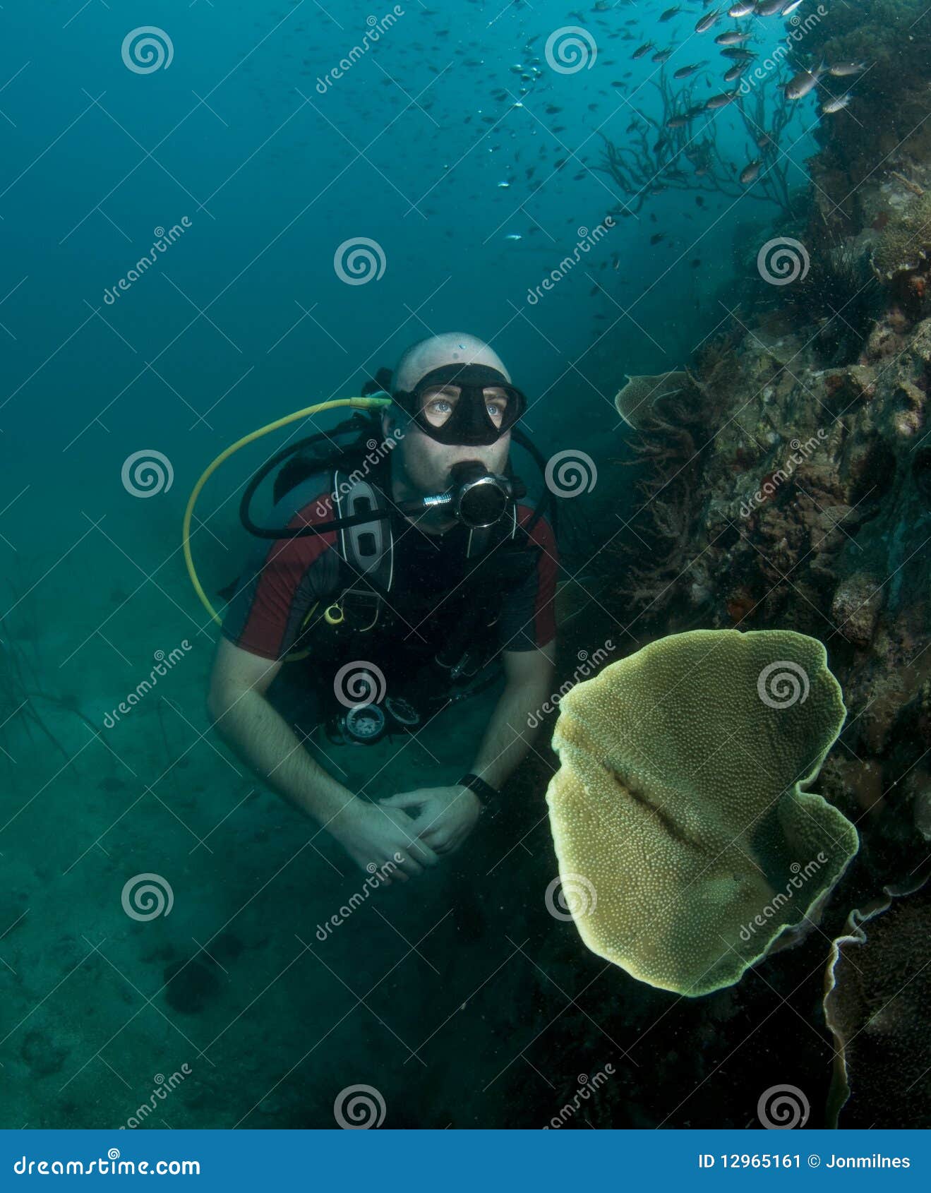 Young Male Scuba Diver Portrait Stock Image - Image of ocean, dive ...