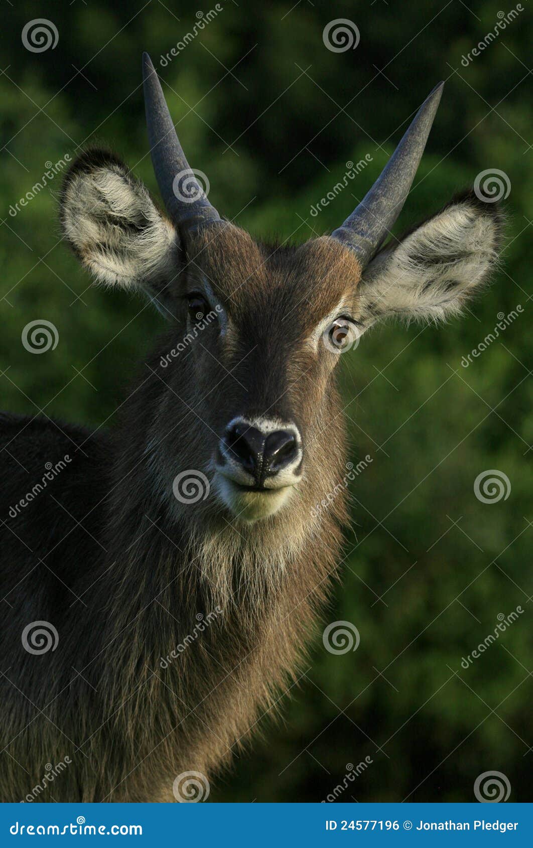 Young Male Waterbuck Portrait Stock Photo - Image of circle, grass ...