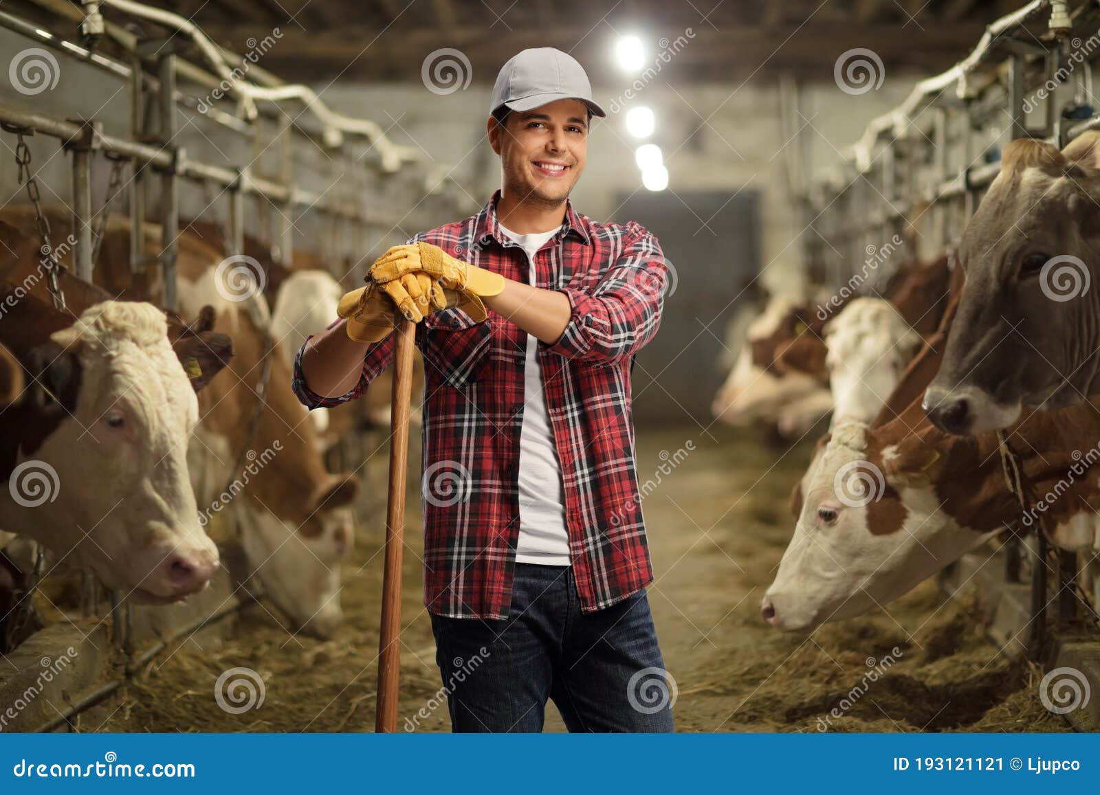 Young Male Worker Posing on a Cow Dairy Farm Stock Image - Image of ...