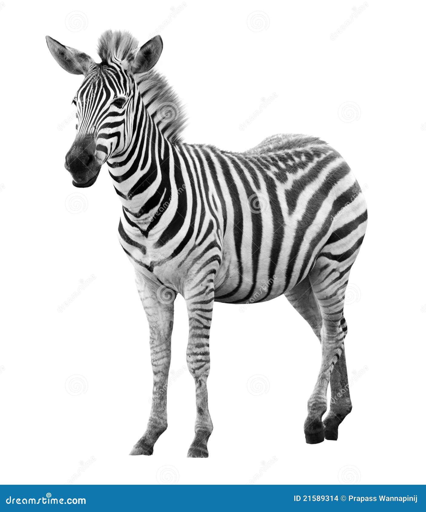 Young male zebra isolated stock photo. Image of standing - 21589314