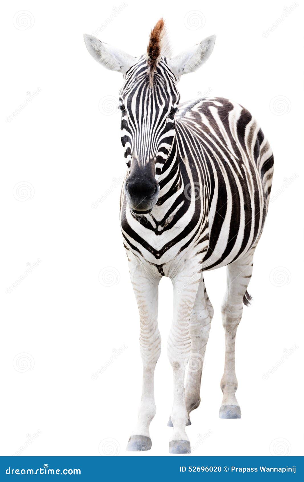 Young male zebra isolated stock photo. Image of africa - 52696020