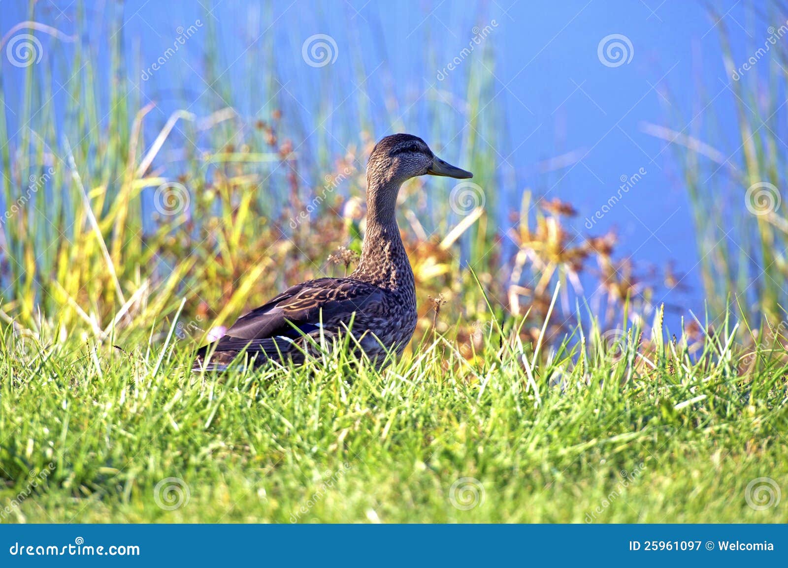 Young Mallard Duck stock image. Image of wildlife, anatidae - 25961097