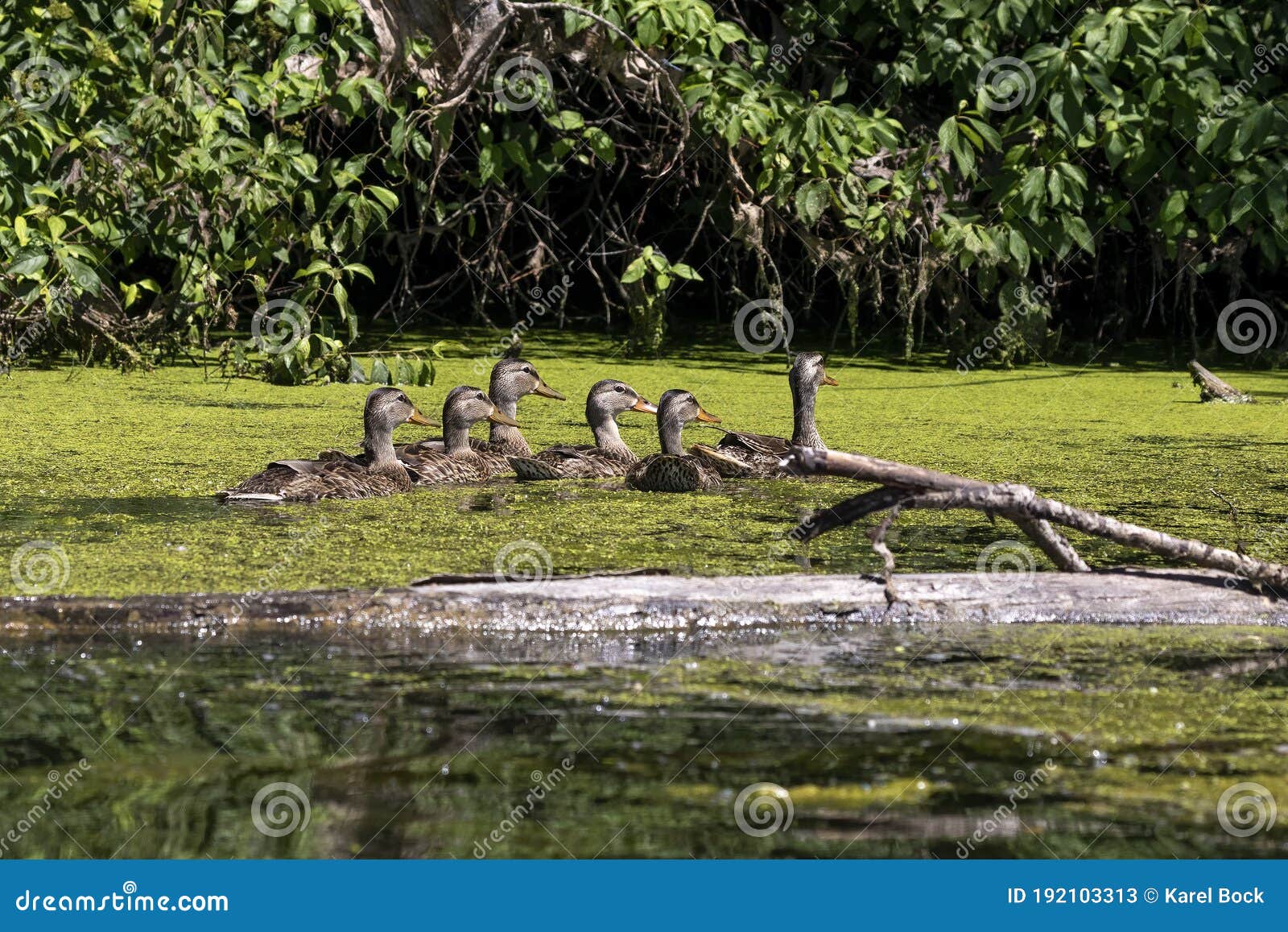 Young Mallard Ducks on the Lake Stock Image - Image of grass ...
