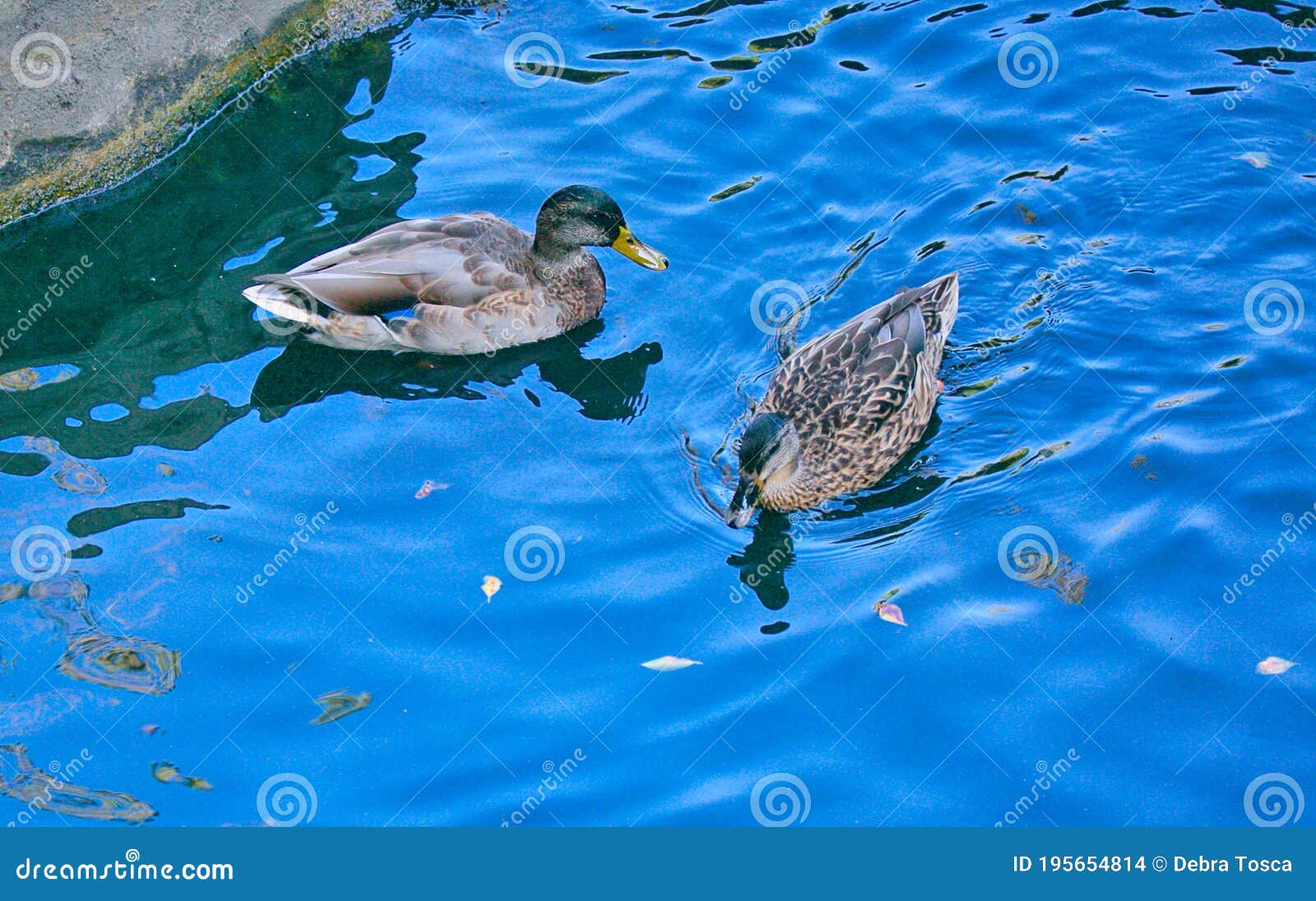 Young mallard ducks stream stock photo. Image of water - 195654814