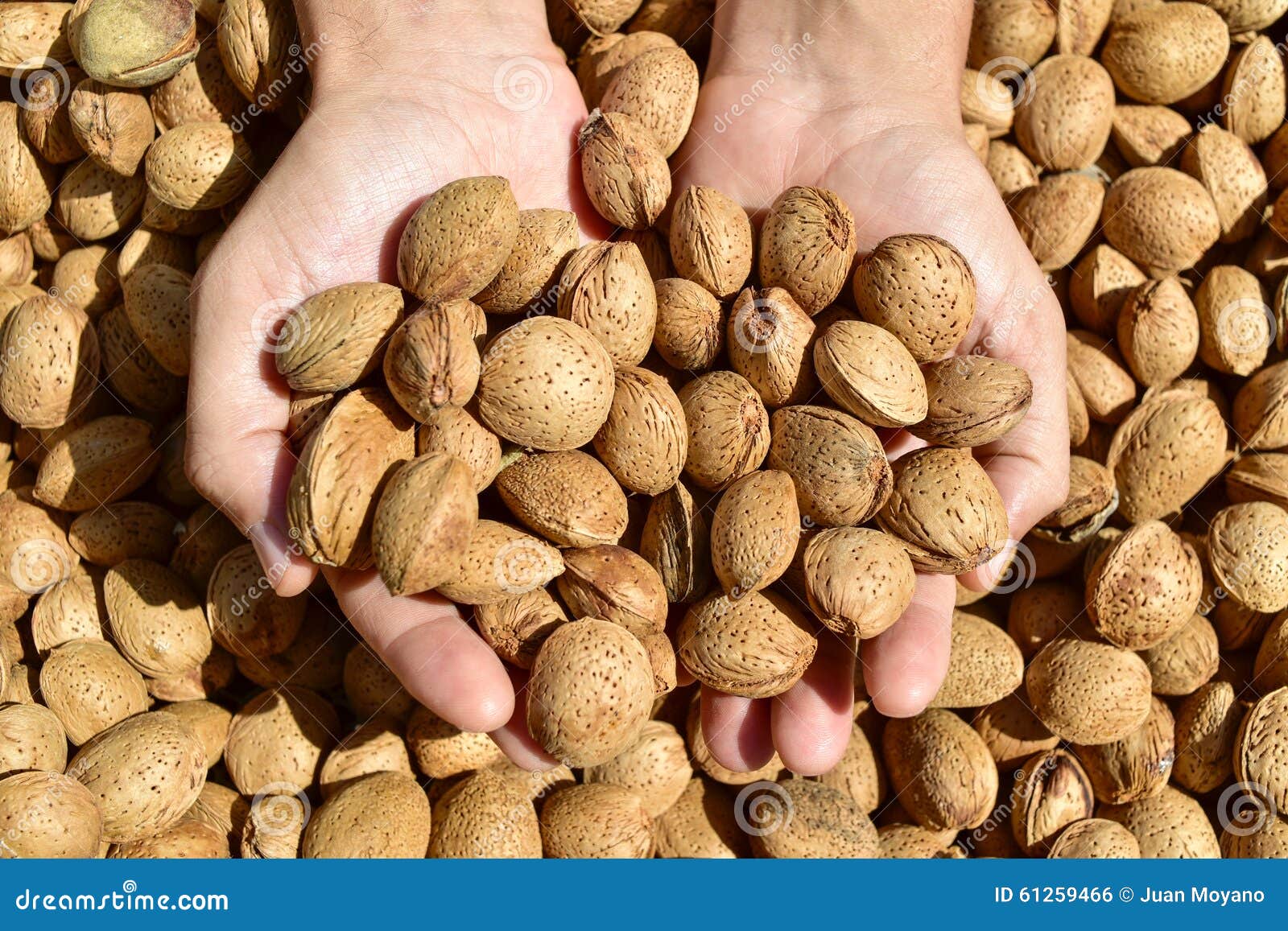 Young Man with Almonds in Shell in His Hands Stock Photo - Image of ...