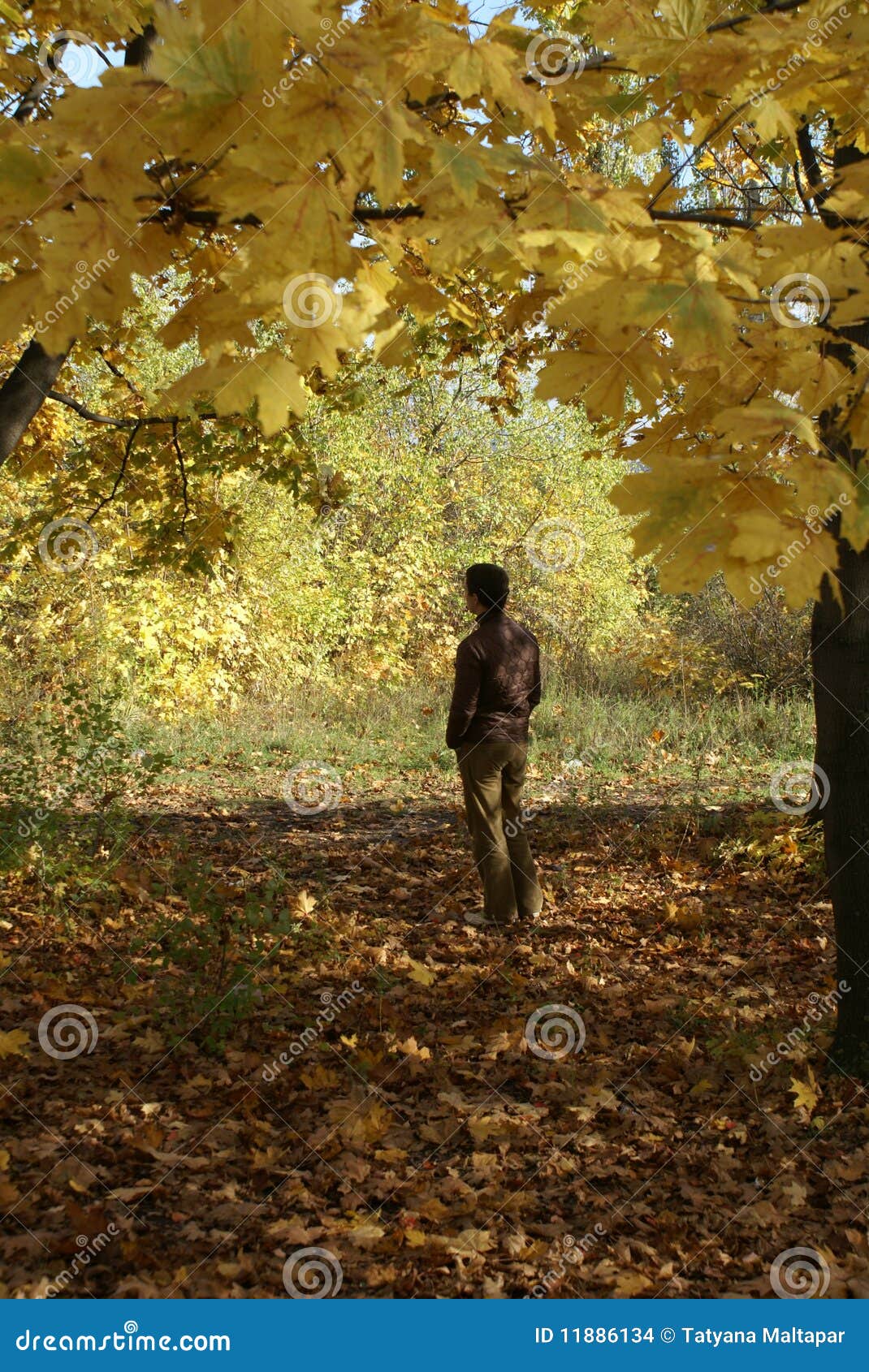 Young man in autumn stock photo. Image of nature, leave - 11886134