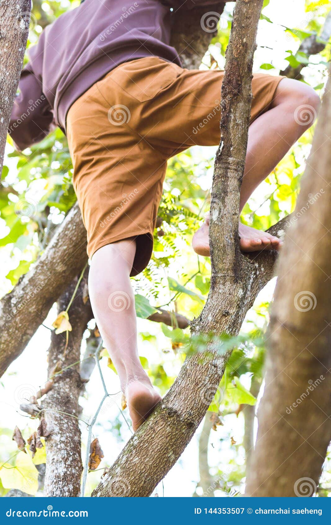 Young Man Climbing on a Tree in a Park Stock Image - Image of lifestyle ...