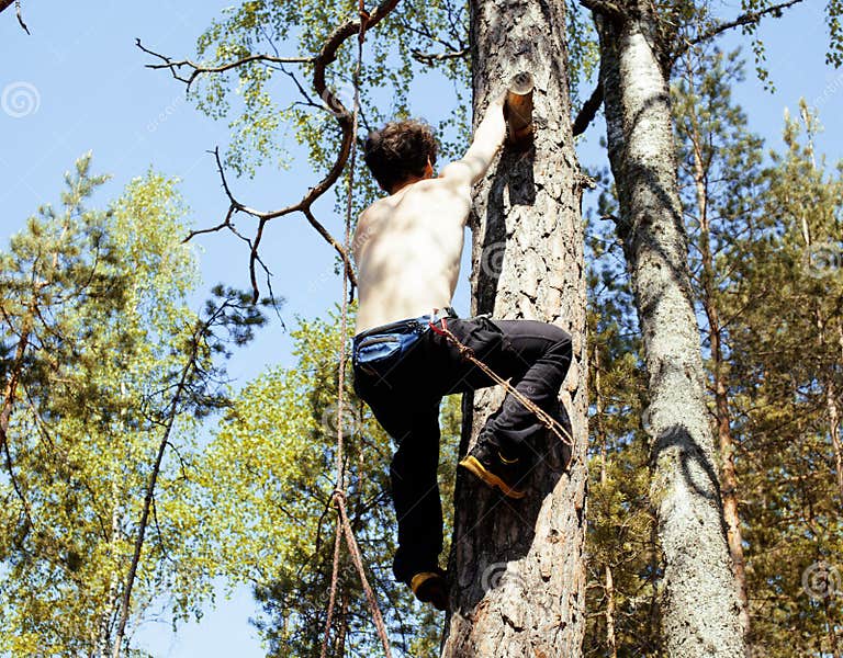 Young Man Climbing on Tree with Rope Stock Image - Image of branch ...