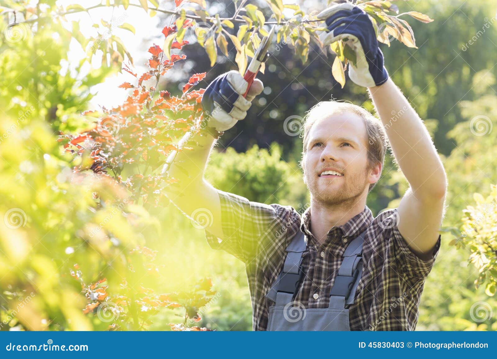 Young Man Cutting Branch in Garden Stock Image - Image of focus ...