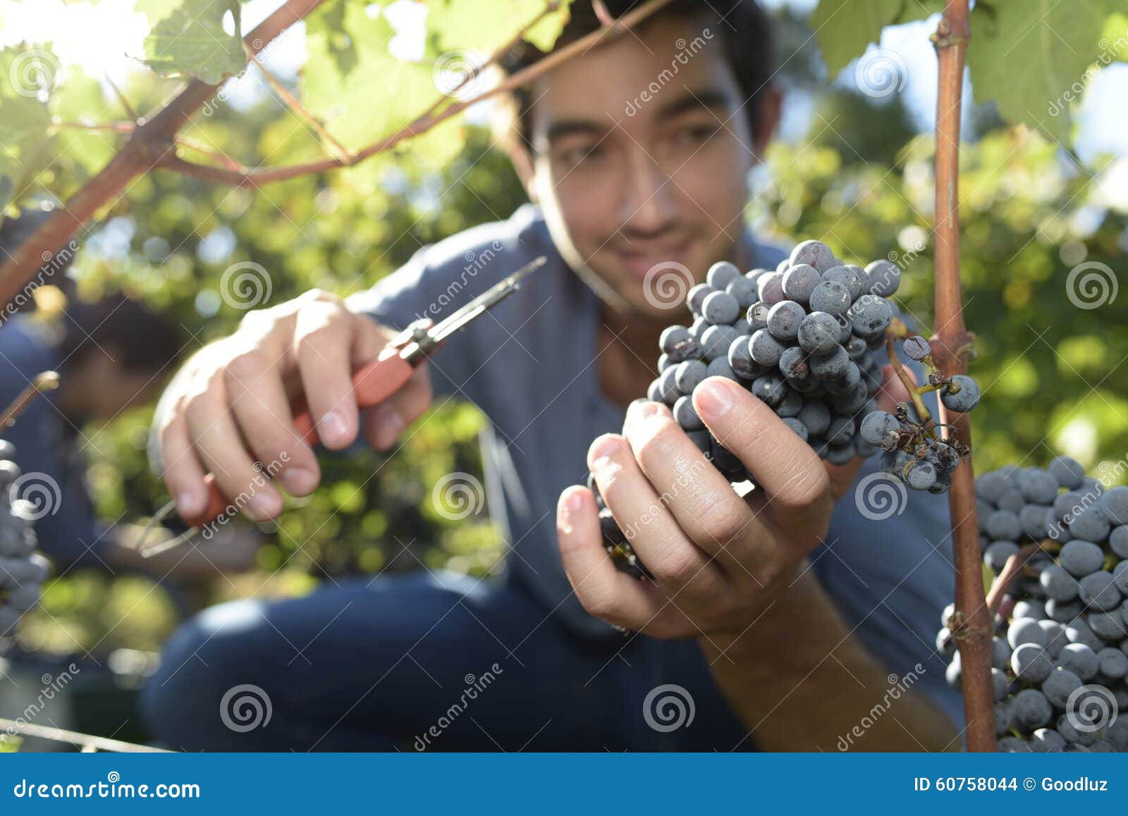 Young Man Cutting Grapes in Vineyard Stock Photo - Image of harvest ...