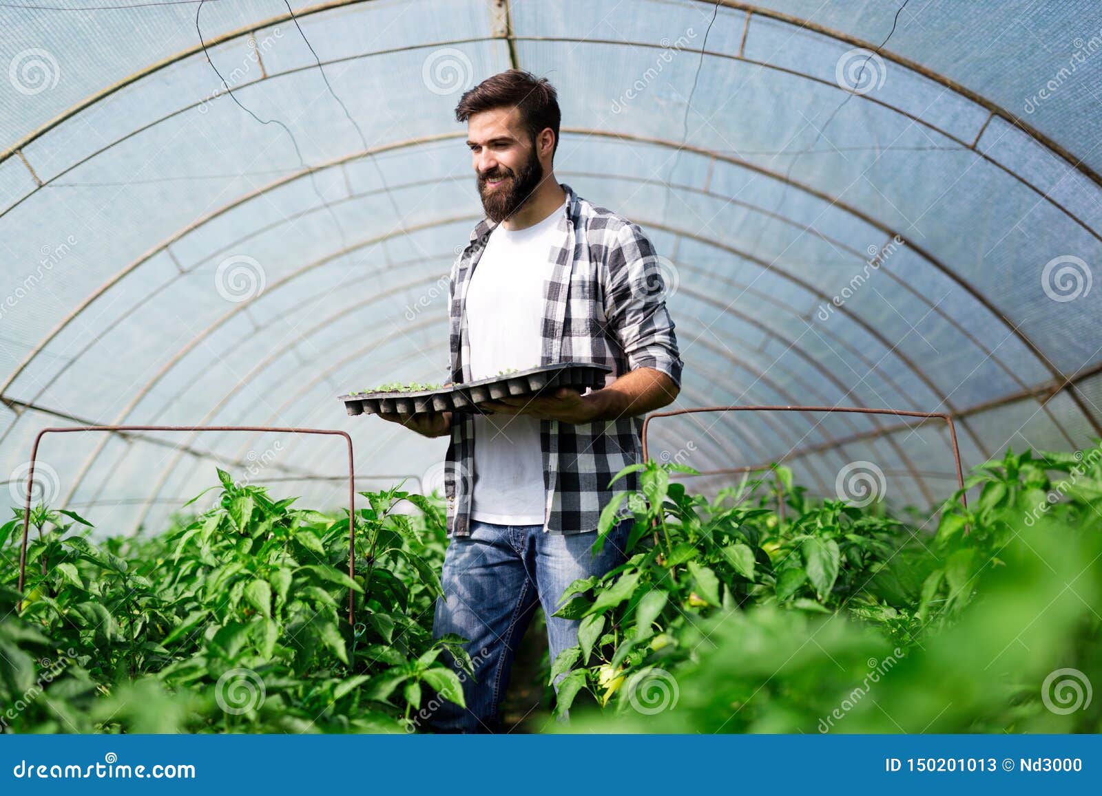 Young Man Doing Plant Work in Hothouse Stock Image - Image of spring ...