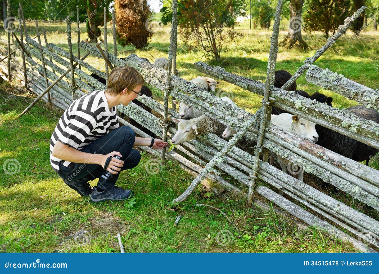Young man feeds sheep stock photo. Image of nature, feeds - 34515478