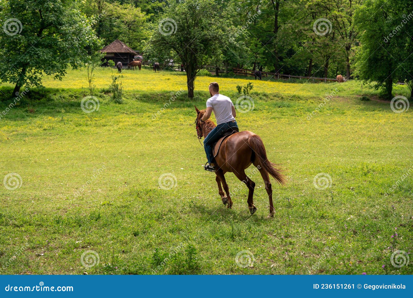 Young Man Galloping on a Horse at a Ranch Stock Image - Image of ...