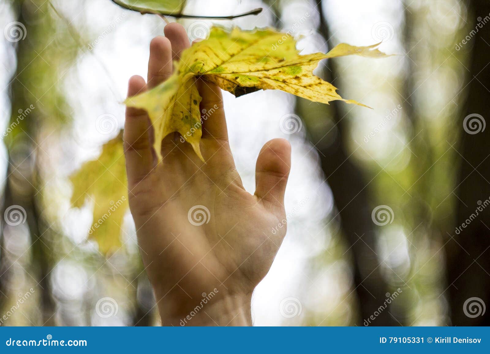 Young Man Hand Holding a Yellow Leaf Stock Image - Image of colors ...