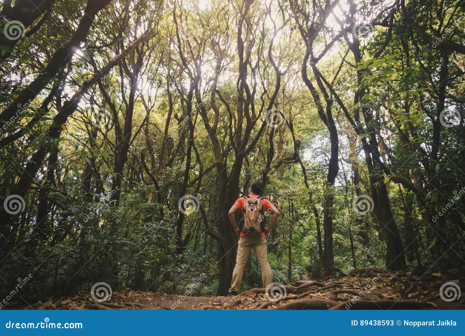 Young Man Hiking in Majestic Landscape in Forest Stock Image - Image of ...
