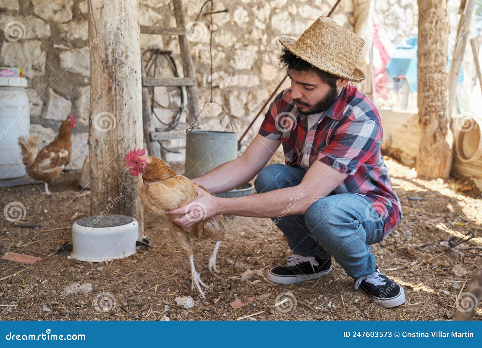 Young Man Holding a Hen in a Chicken Coop. Stock Image - Image of bird ...