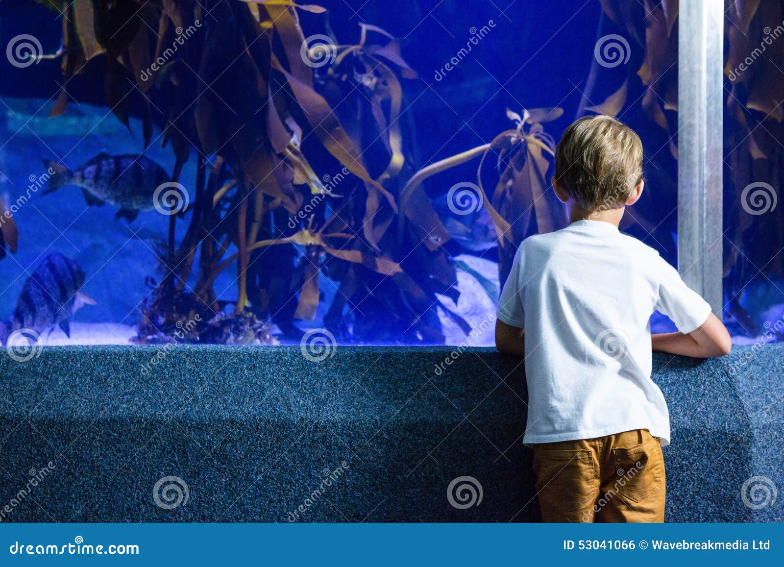 Young Man Looking at Fish and Algae Tank Stock Photo - Image of ...