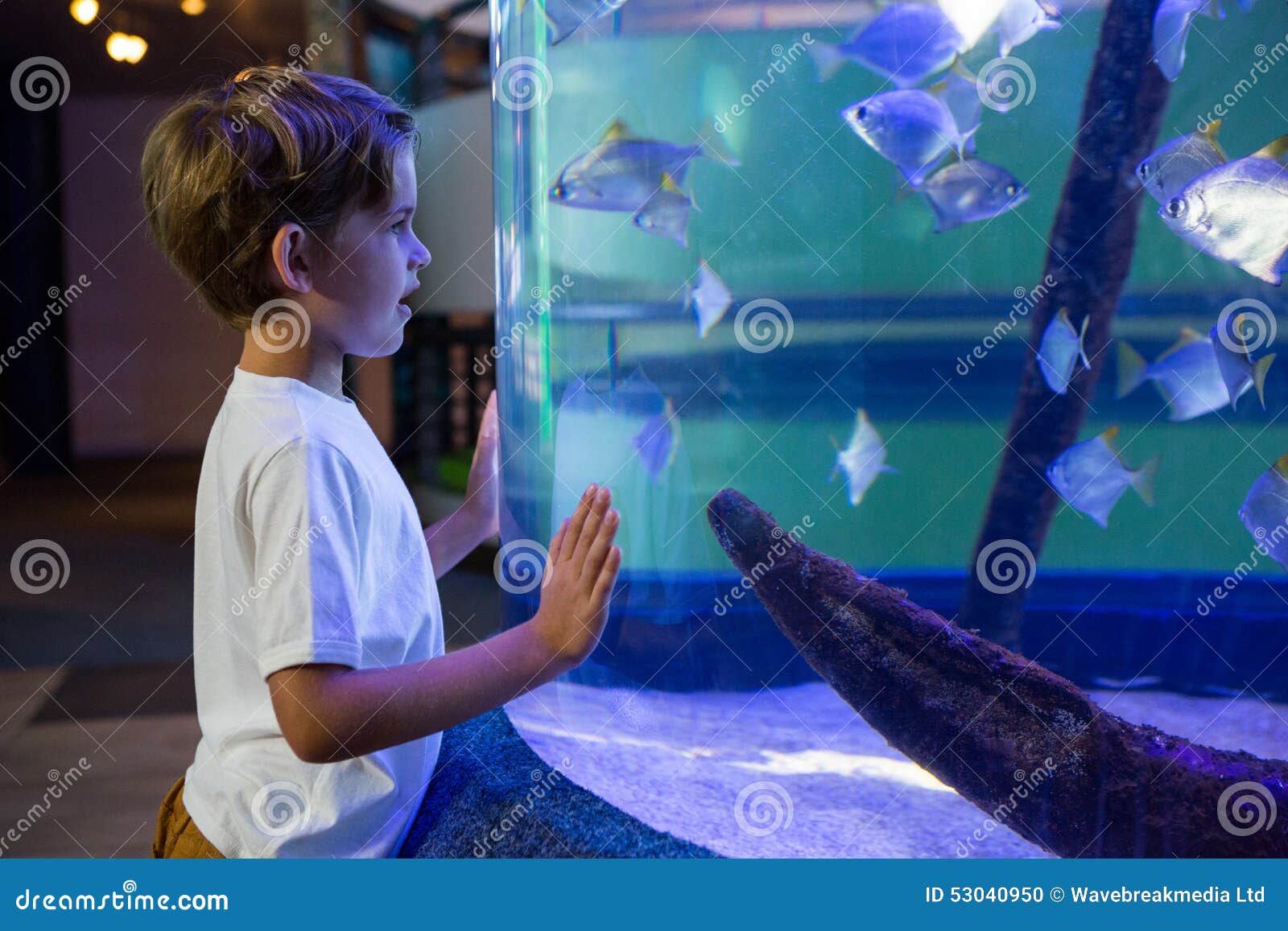 Young Man Looking at Fish in a Tank Stock Photo - Image of blue, hand ...
