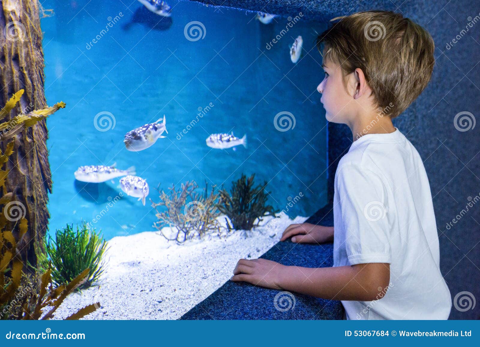 Young Man Looking at Fish in Tank Stock Photo - Image of thoughtful ...