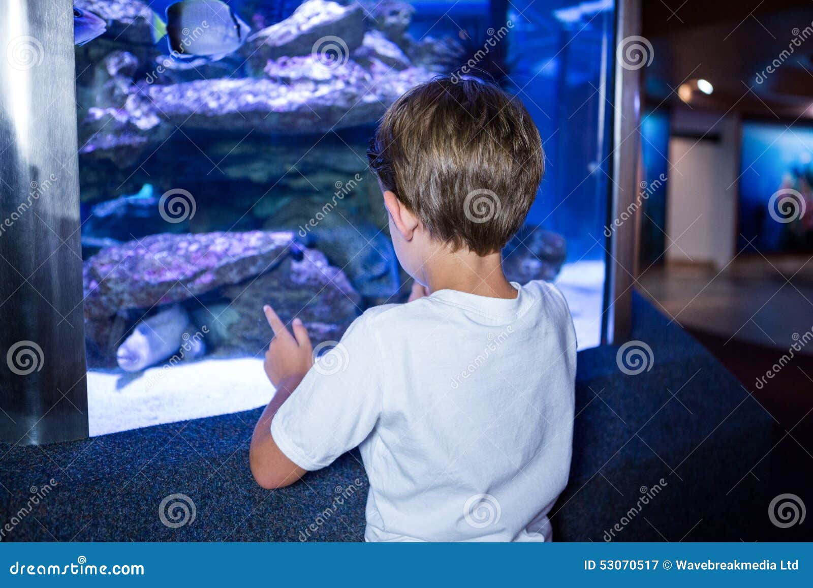 Young Man Looking at Fish in a Tank Stock Image - Image of large ...