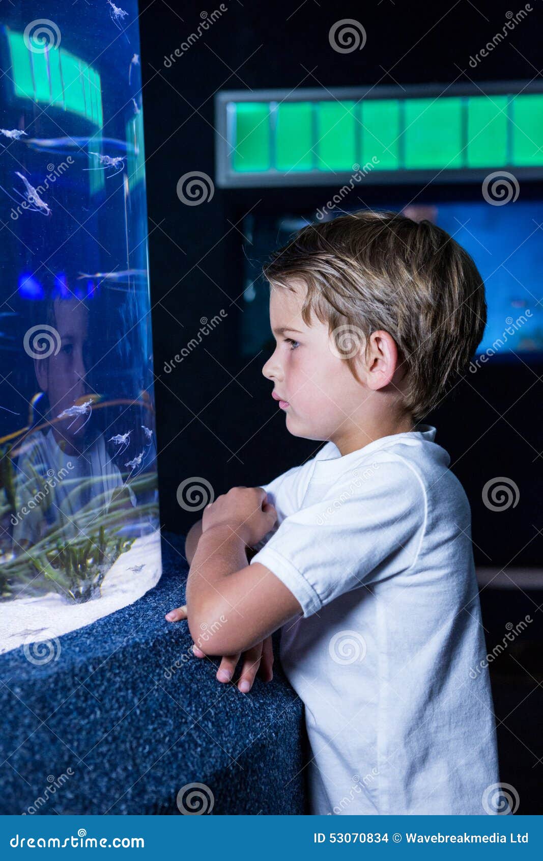 Young Man Looking at Fish in Tank Stock Photo - Image of attentively ...