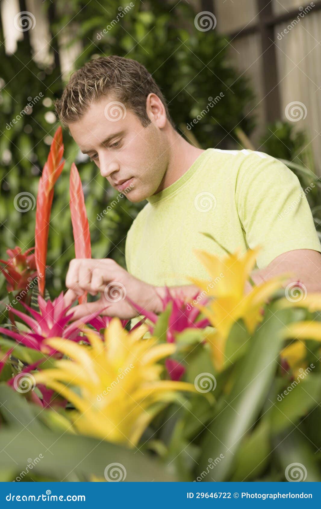 Young Man Observing Plants stock photo. Image of focus - 29646722