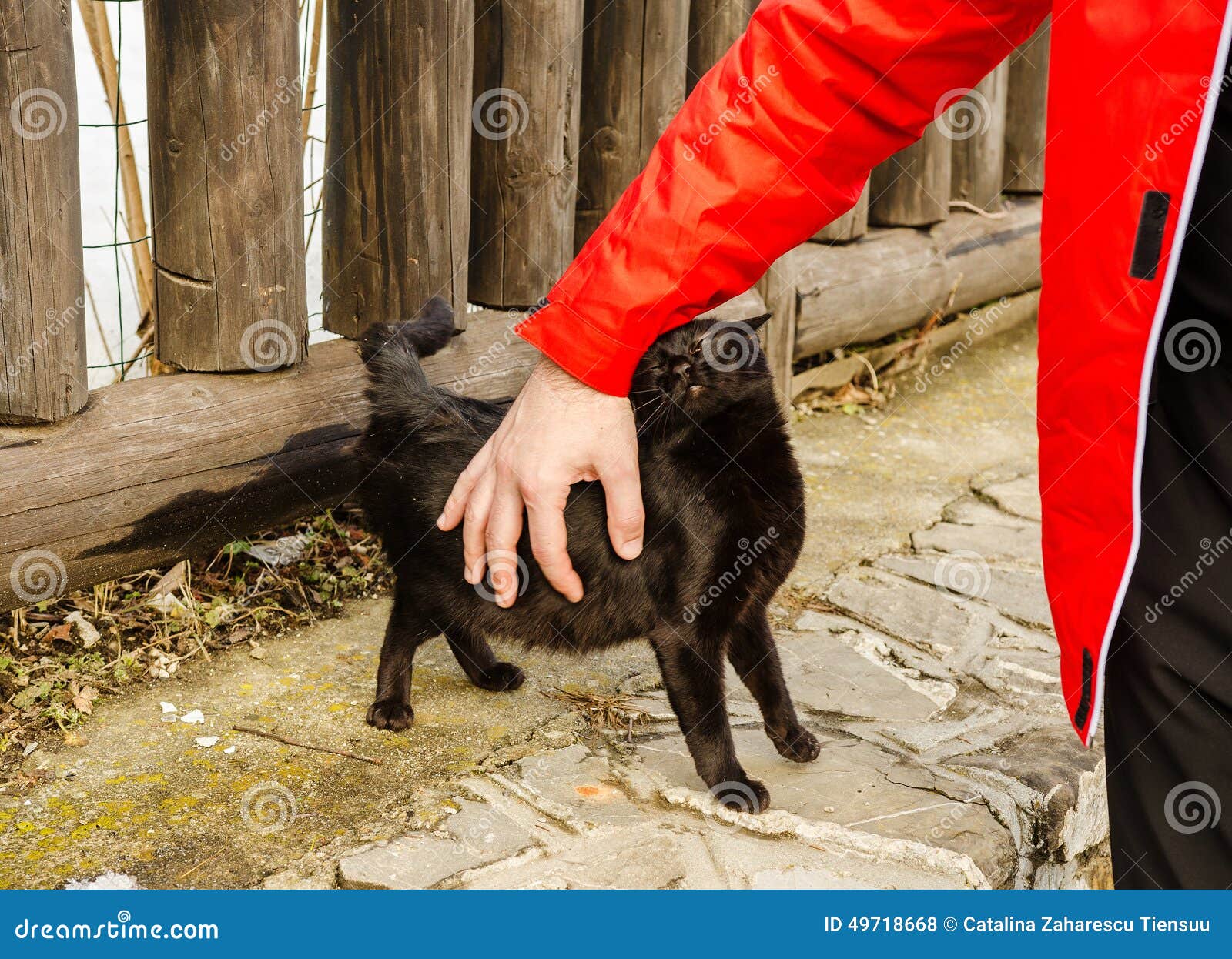 Young man petting cat stock photo. Image of male, home - 49718668