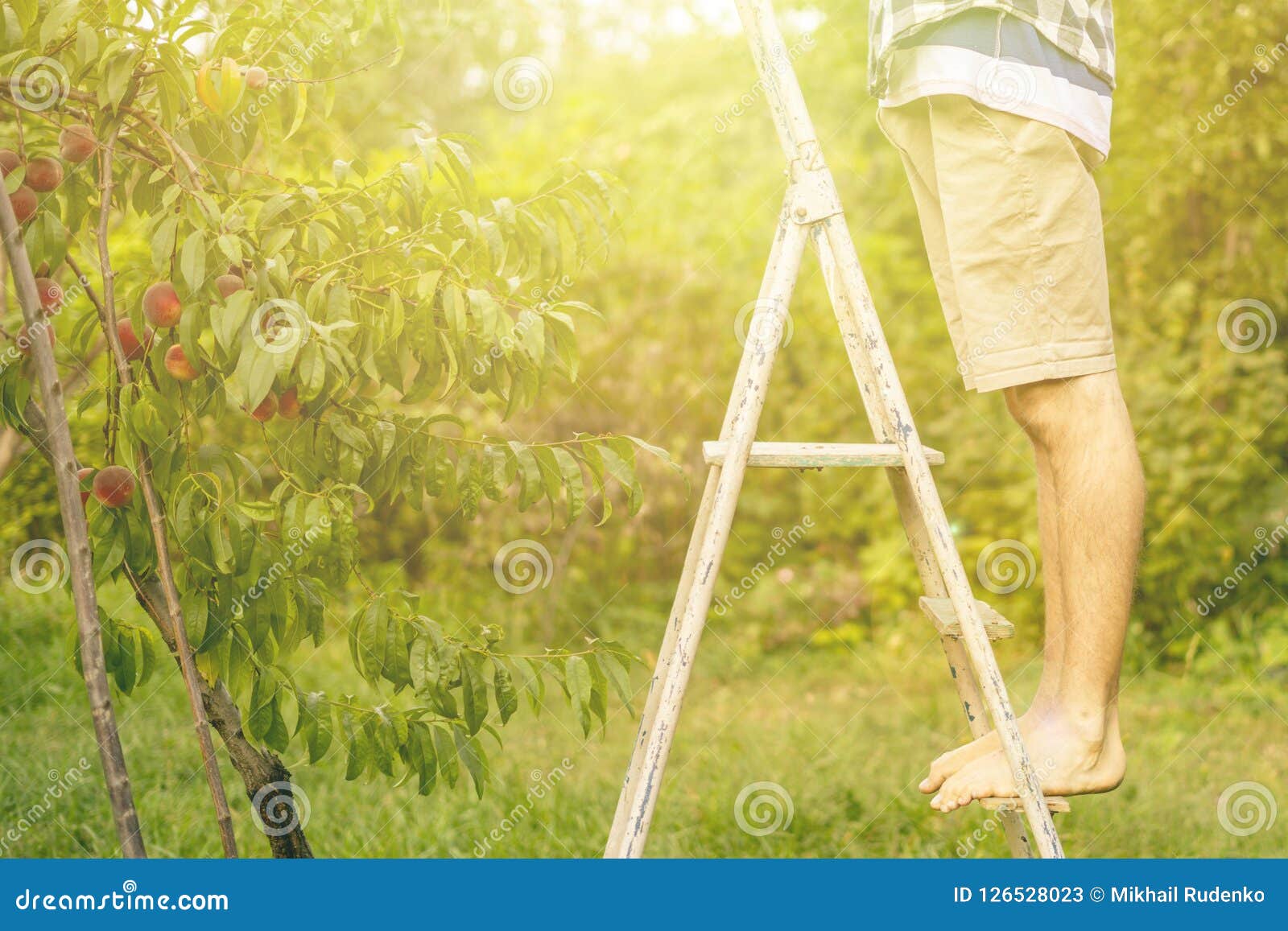 Young Man Picking Fruit from the Tree Using Climbing the Ladder in the ...