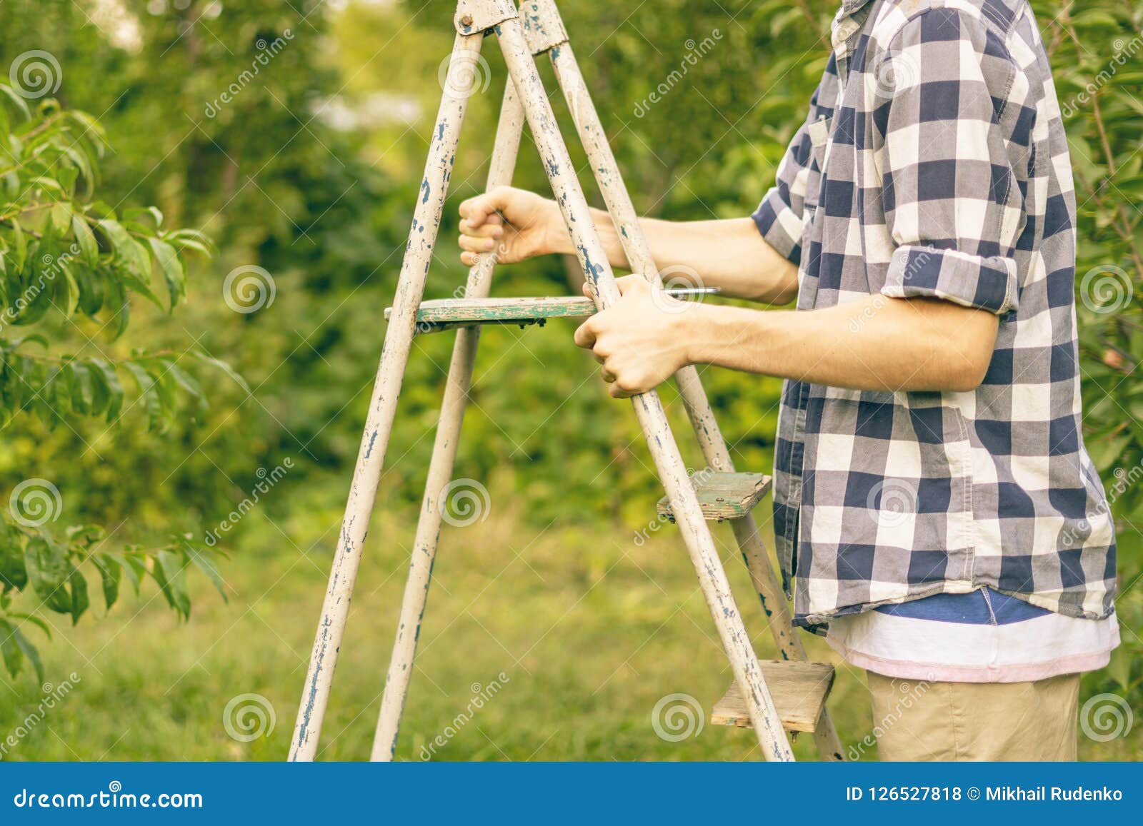 Young Man Picking Fruit from the Tree Using Climbing the Ladder in the ...