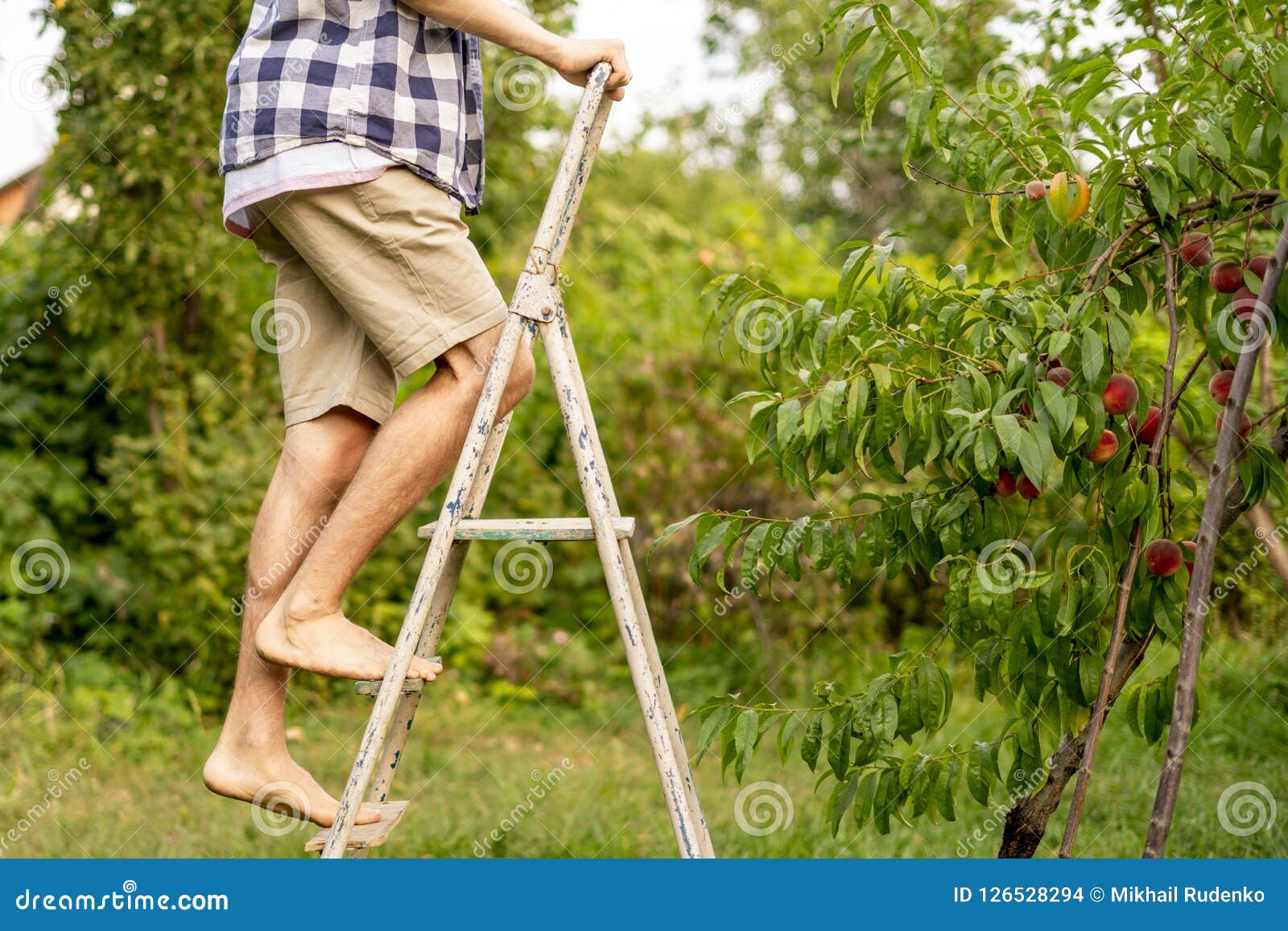 Young Man Picking Fruit from the Tree Using Climbing the Ladder in the ...