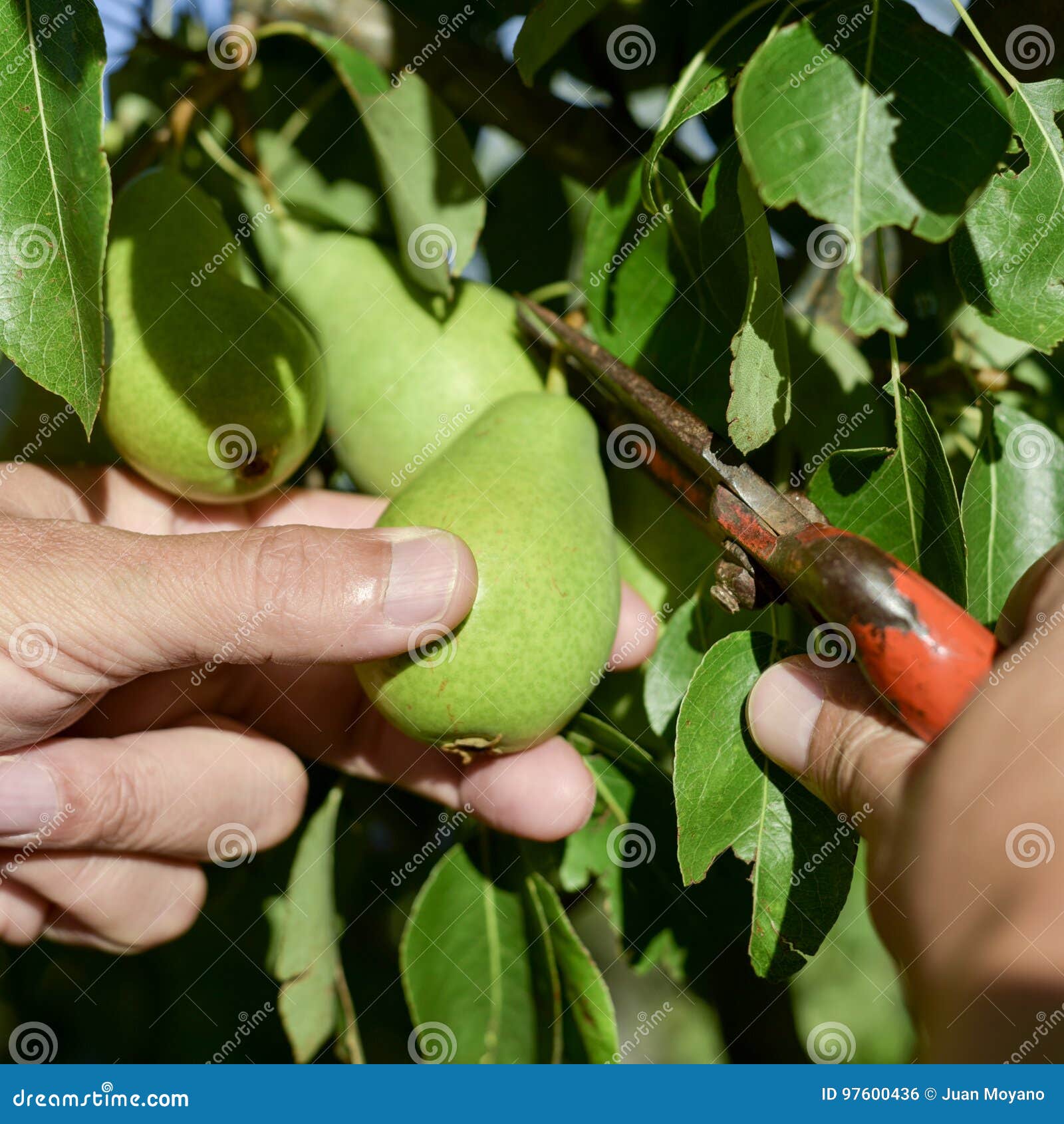 Young Man Picking a Pear from the Tree Stock Photo - Image of nature ...