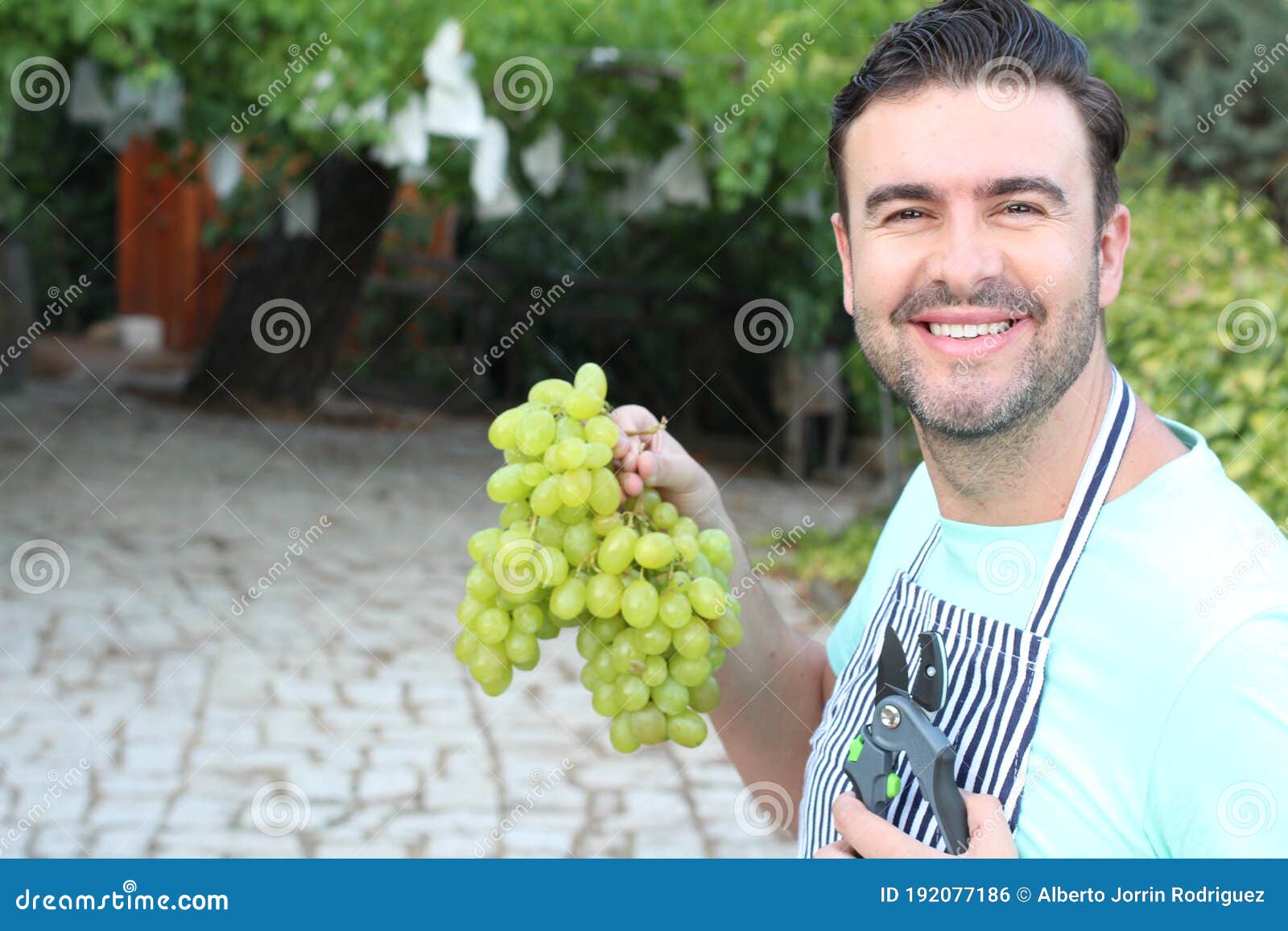 Young Man Picking Up Some Grapes Stock Photo - Image of grapevine ...