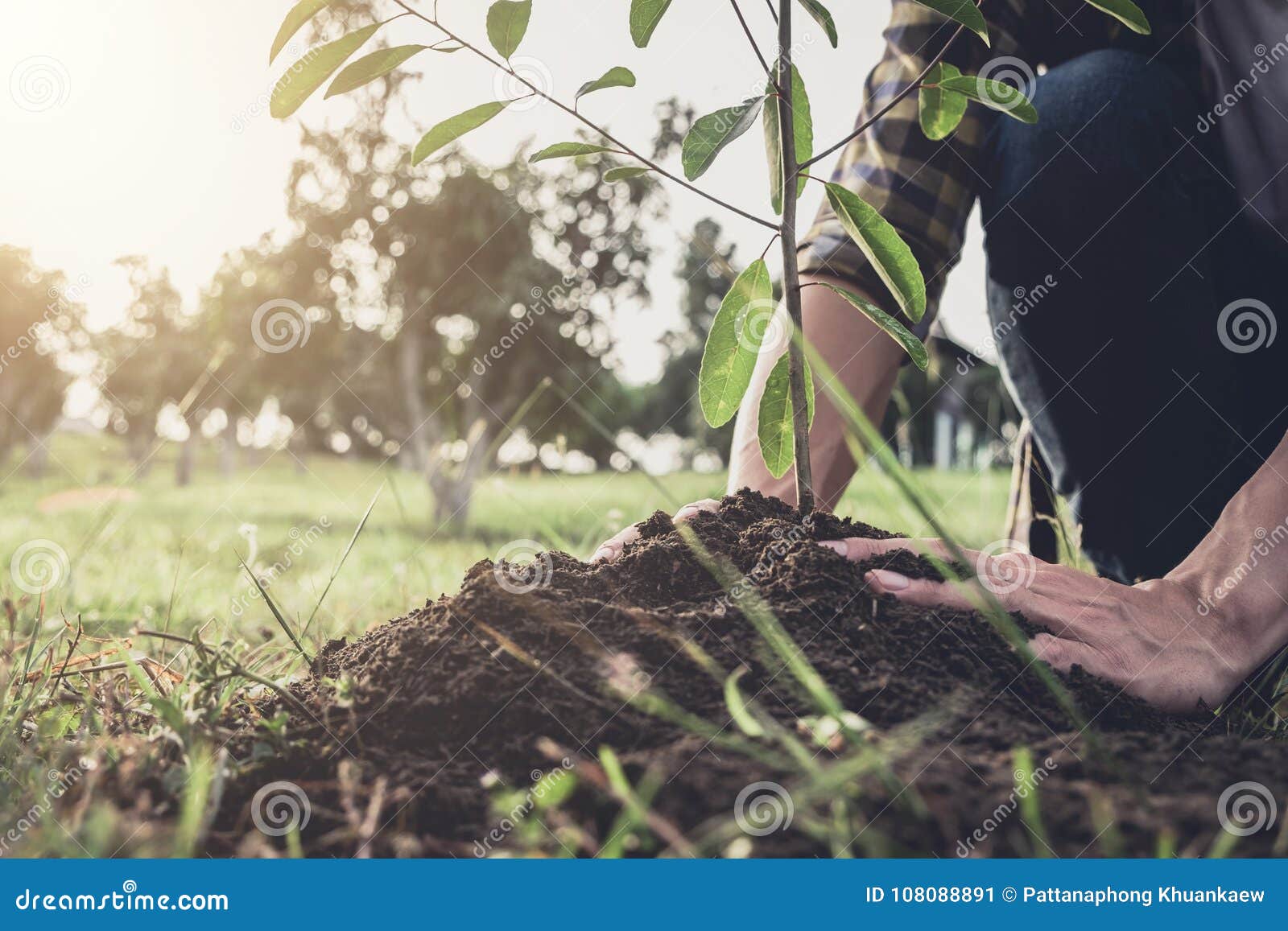 Young Man Planting the Tree while Watering a Tree Working in the Stock ...