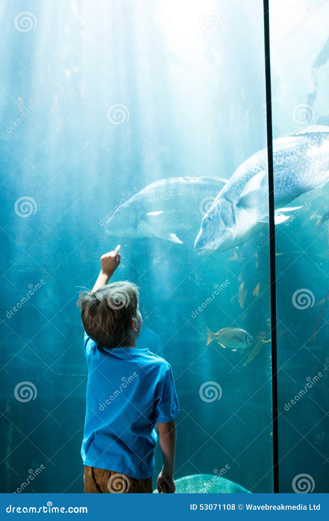 Young Man Pointing Fish in a Illuminate Tank Stock Photo - Image of ...