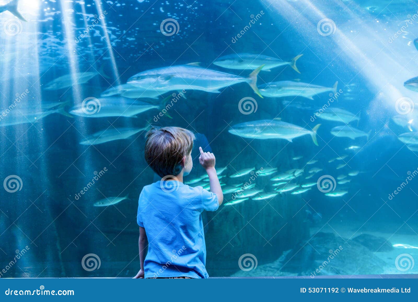Young Man Pointing Fish in a Tank with His Finger Stock Photo - Image ...
