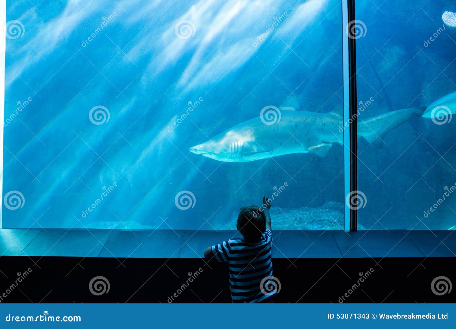 Young Man Pointing a Shark with His Hand Stock Image - Image of child ...